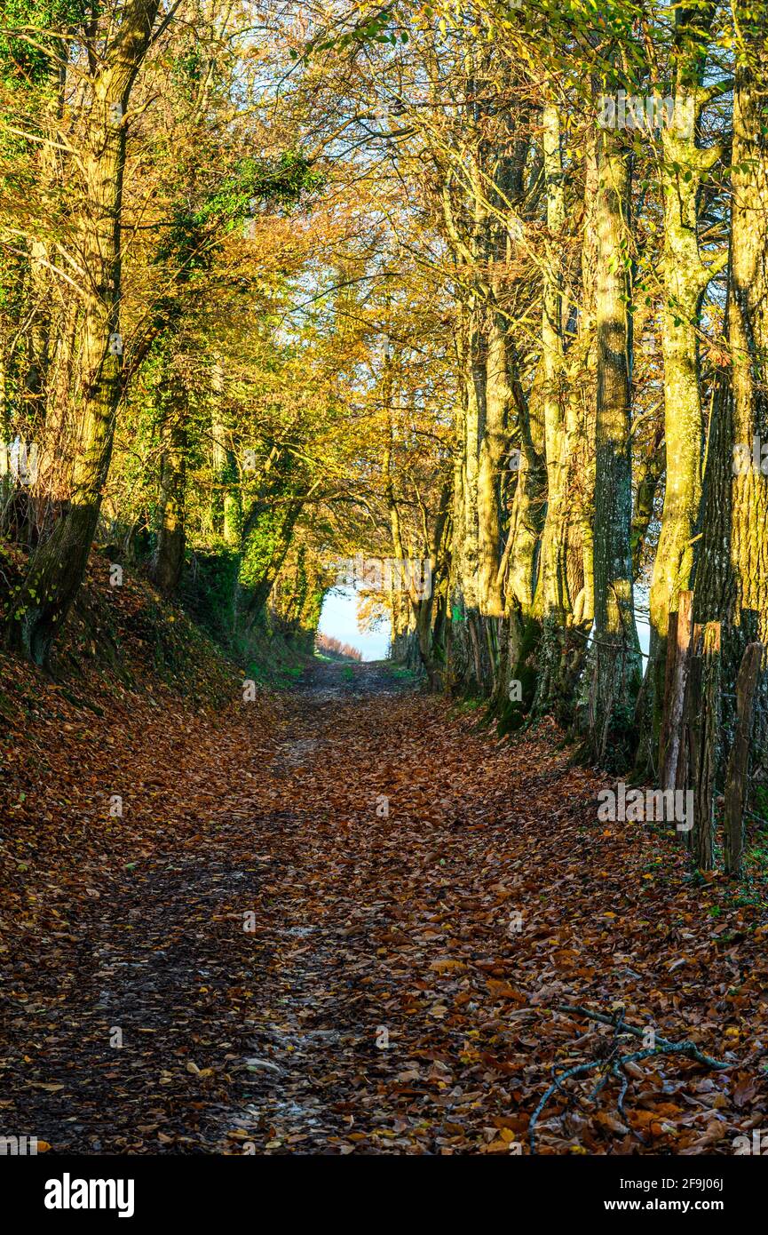 Alpine trees hi-res stock photography and images - Alamy