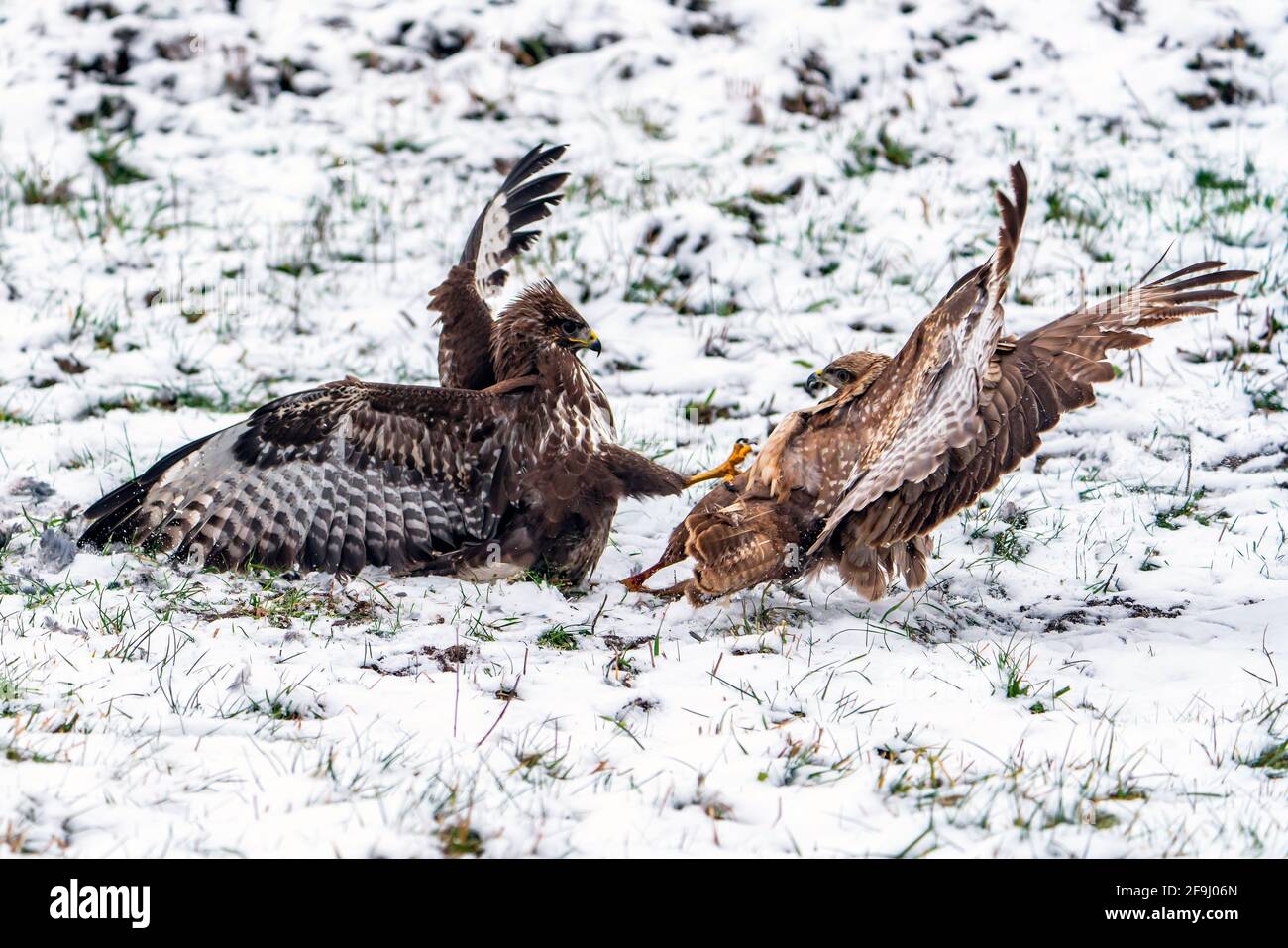 Buzzard fighting hi-res stock photography and images - Alamy