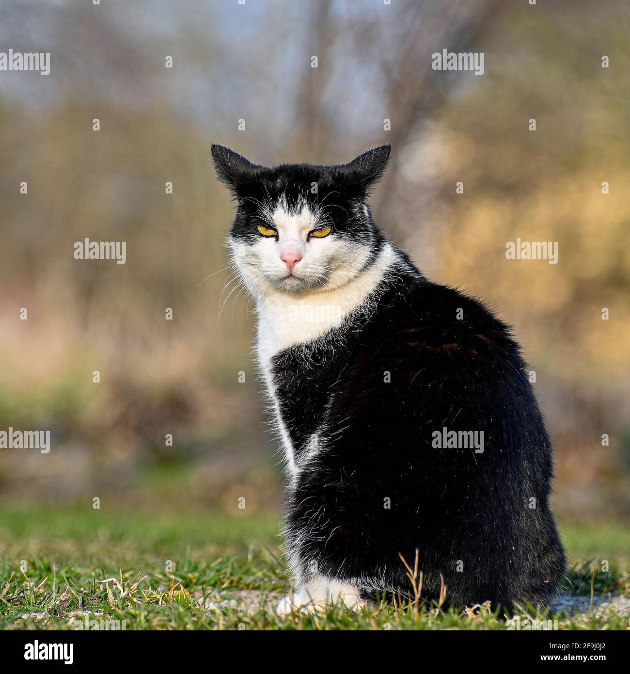 moody cat sitting on lawn looking angry Stock Photo - Alamy