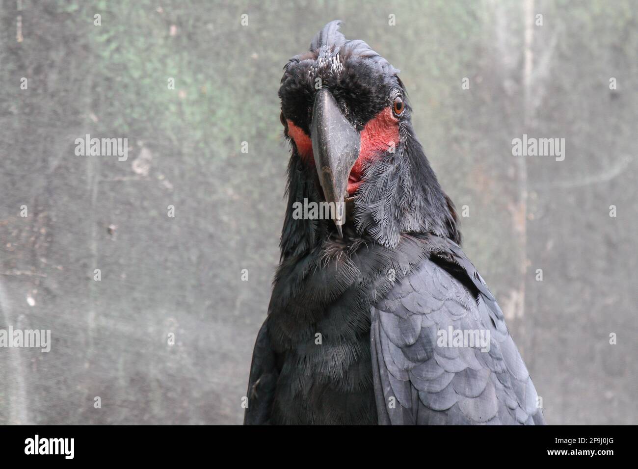 Portrait of a black horned crow Stock Photo - Alamy