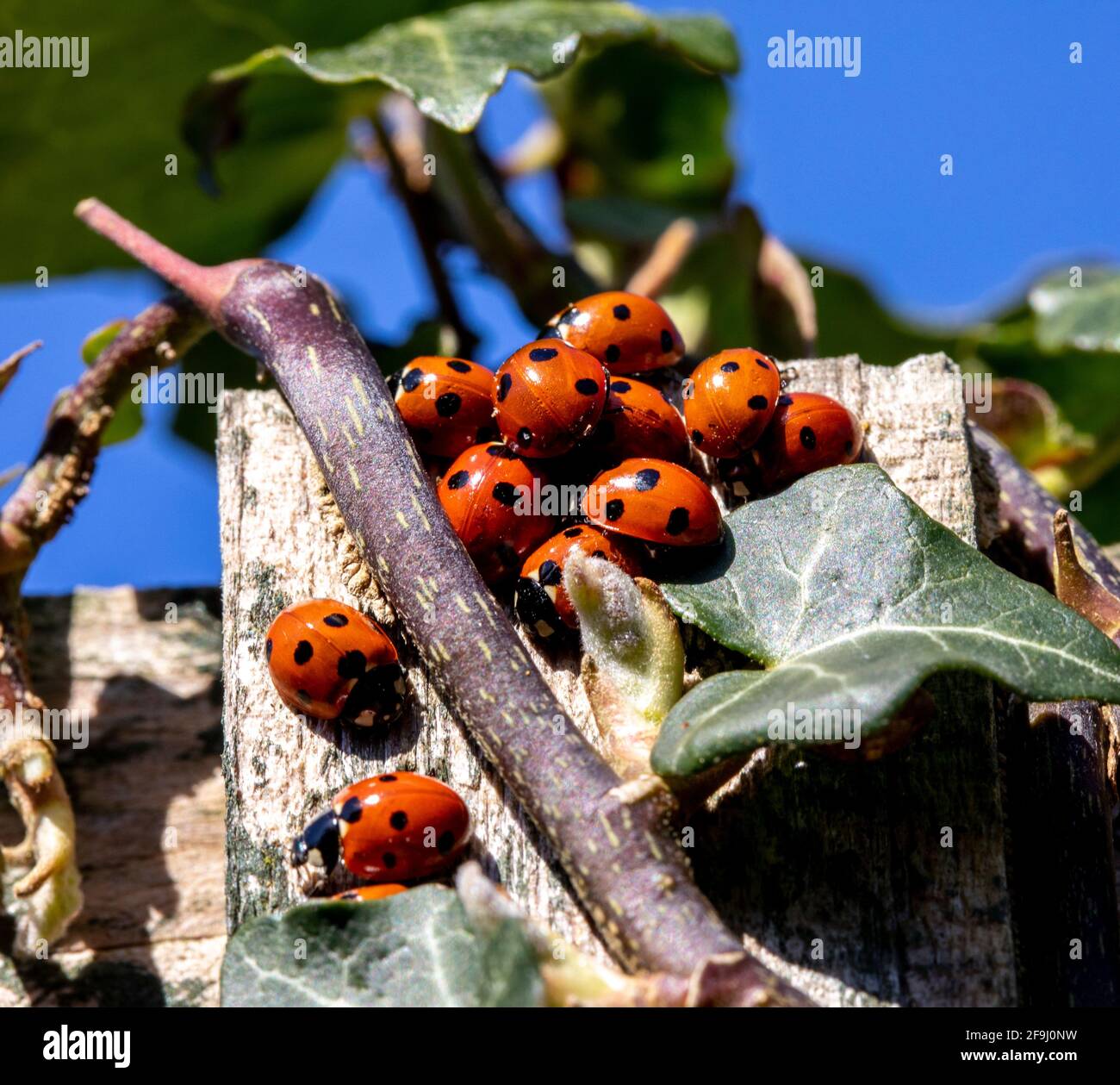 Many ladybirds hi-res stock photography and images - Alamy