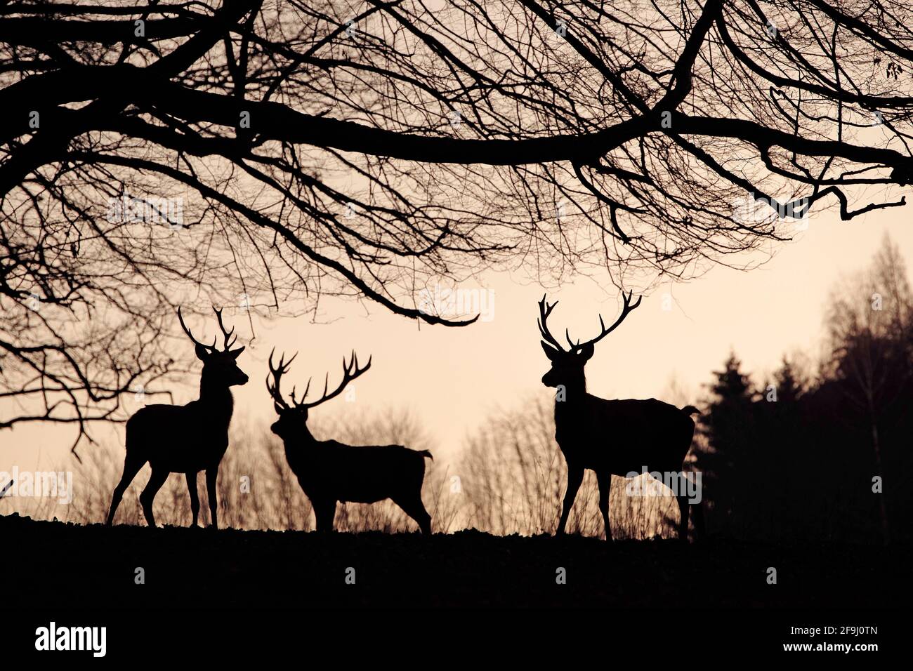 Three stags silhouette hi-res stock photography and images - Alamy
