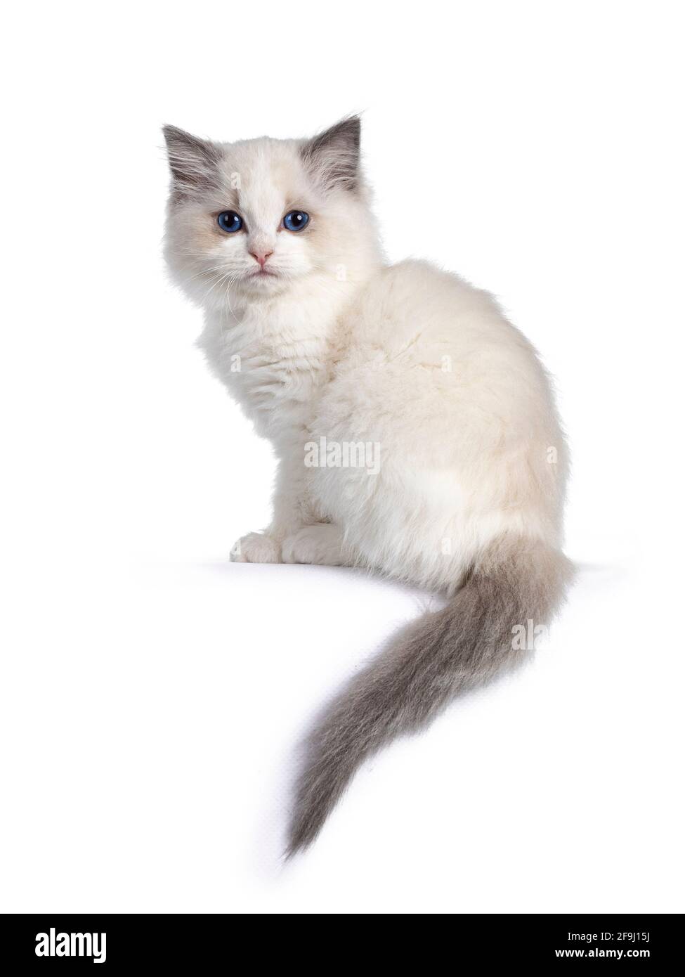 Blue Bicolor Ragdoll Kitten