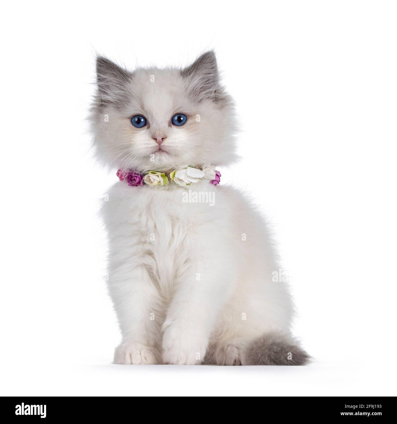 Cute blue bicolor Ragdoll cat kitte, wearing necklace with fake flowers ...