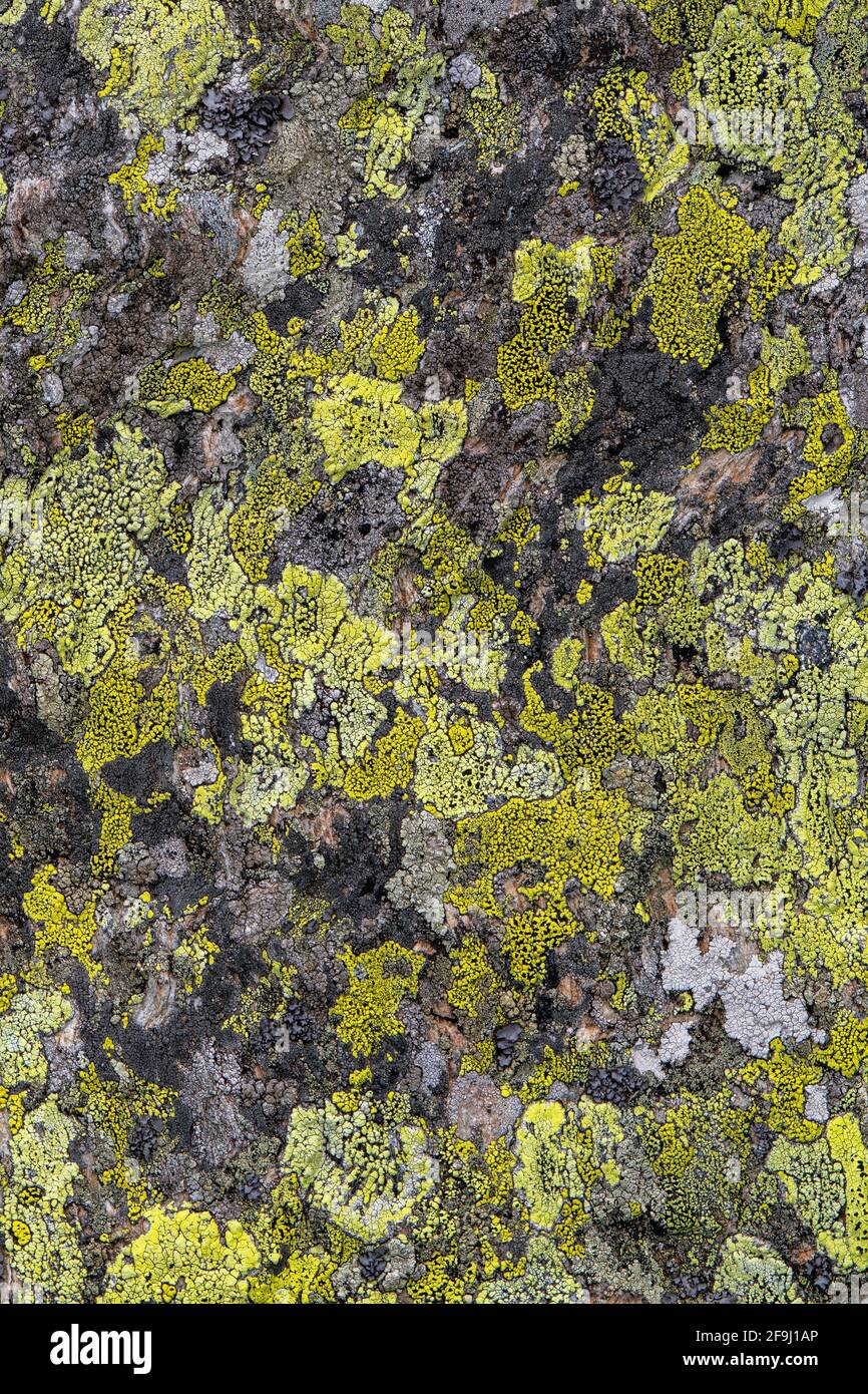 Map lichen on rock hi-res stock photography and images - Alamy