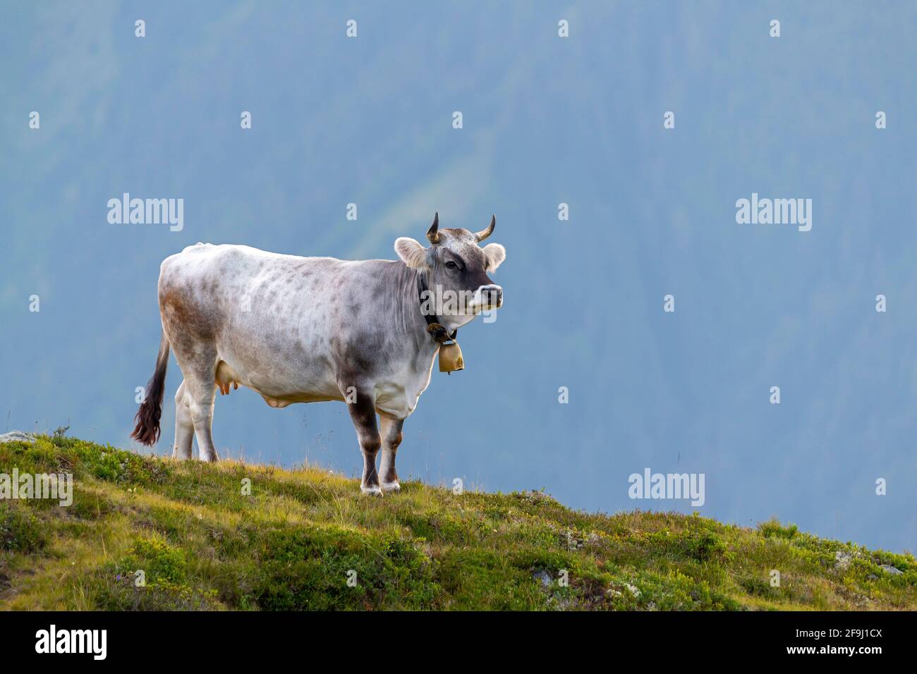 Tyrolese mountains hi-res stock photography and images - Alamy