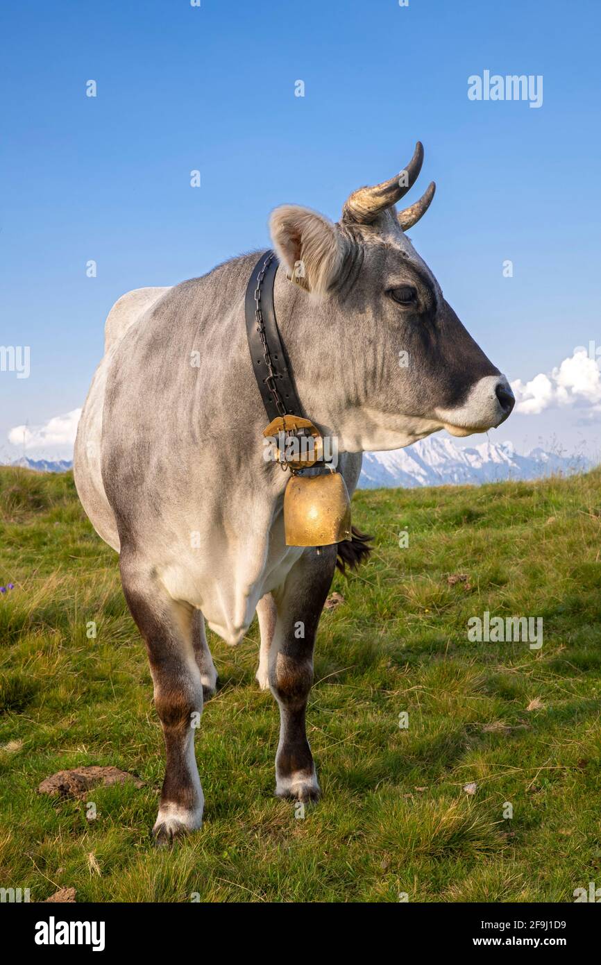 Tyrolese mountains hi-res stock photography and images - Alamy