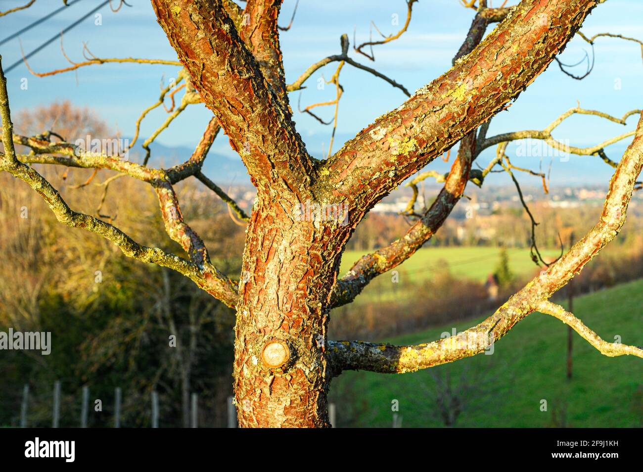 A close up shot of a tree with no leaves standing in sunlight alone on ...