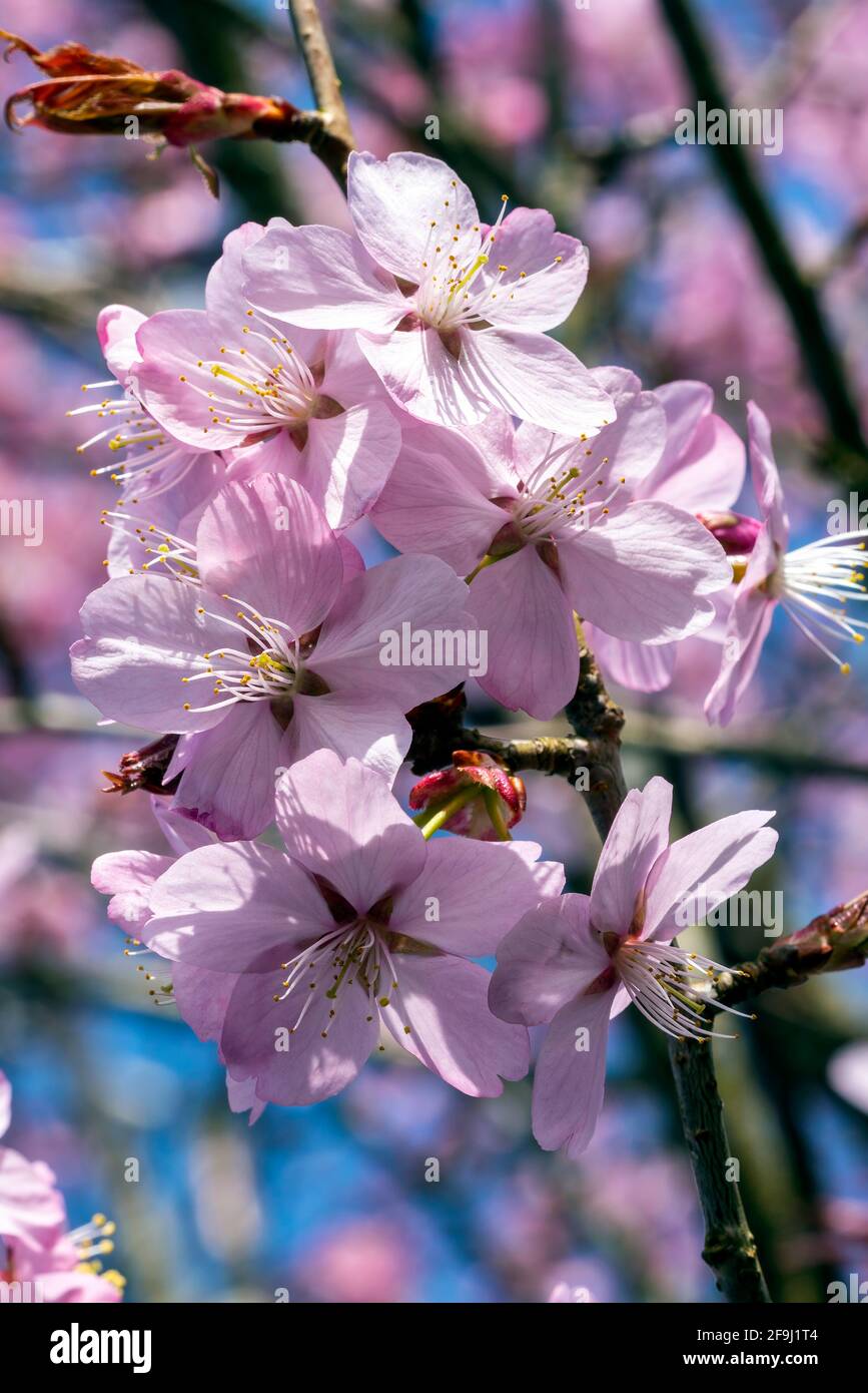 Prunus sargentii a springtime flowering cherry tree plant with pink ...