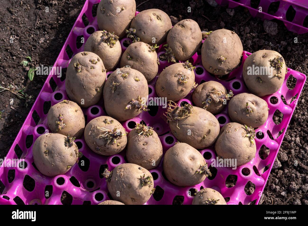 Seed potato tubers having been chitted in a pink plastic tray ready for ...