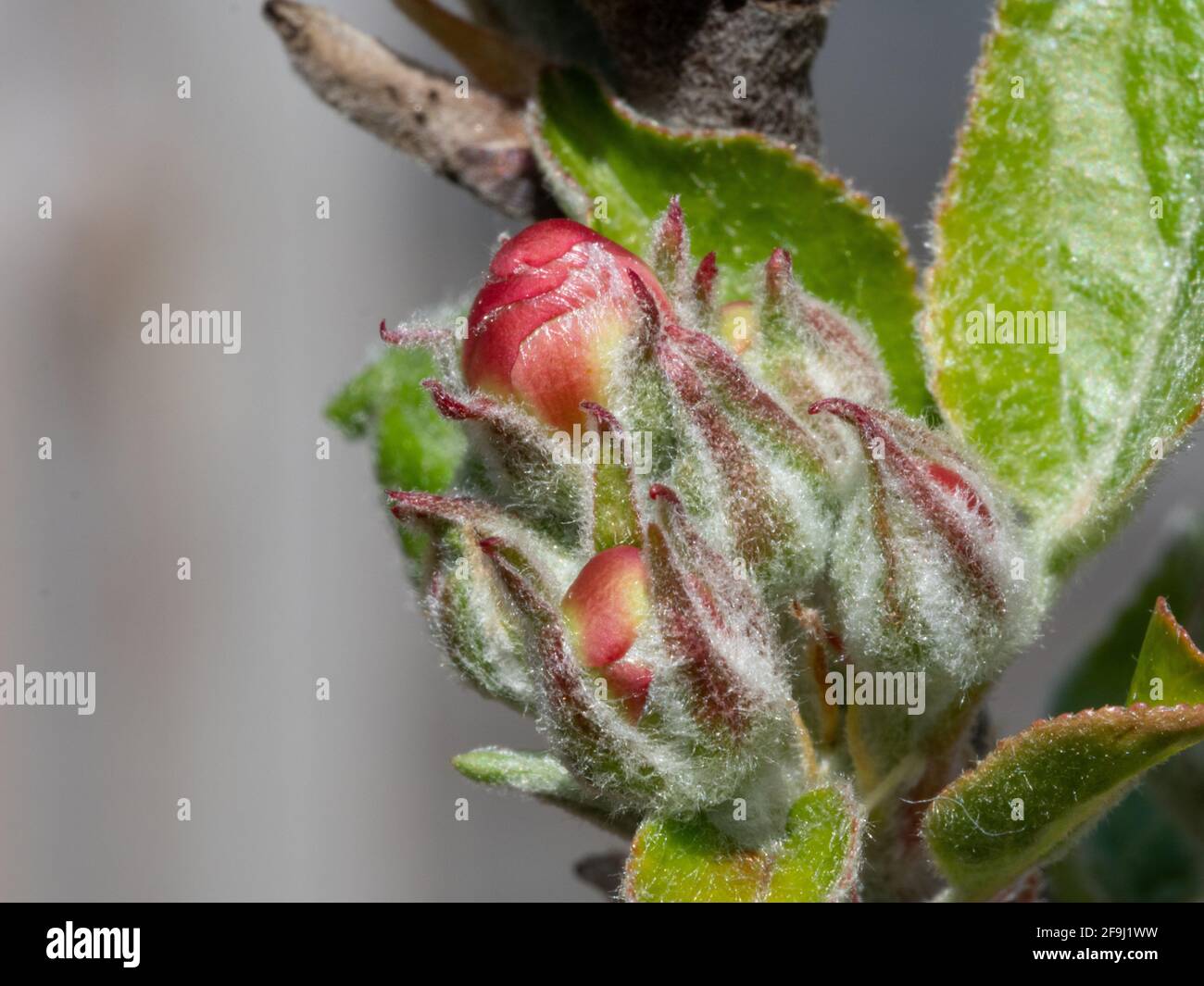 James Greaves & Katy Apple Blossom Buds Stock Photo - Alamy