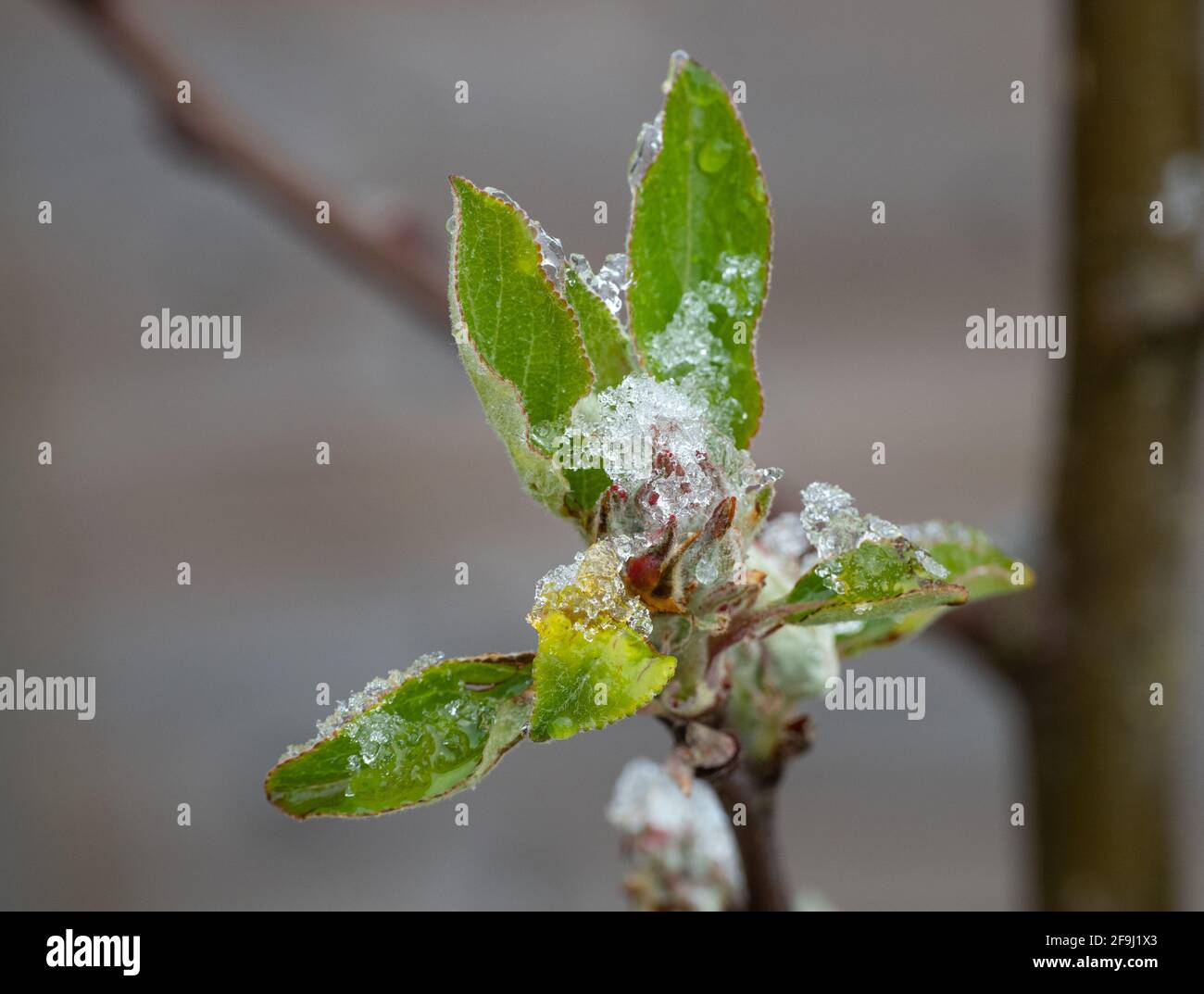 James Greaves & Katy Apple Blossom Buds Stock Photo - Alamy