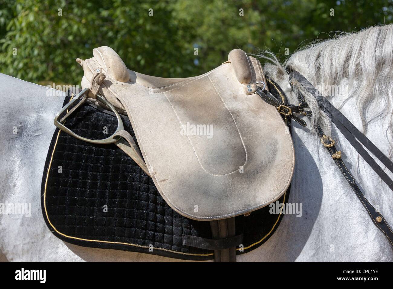 Saddle used in classical dressage Stock Photo - Alamy