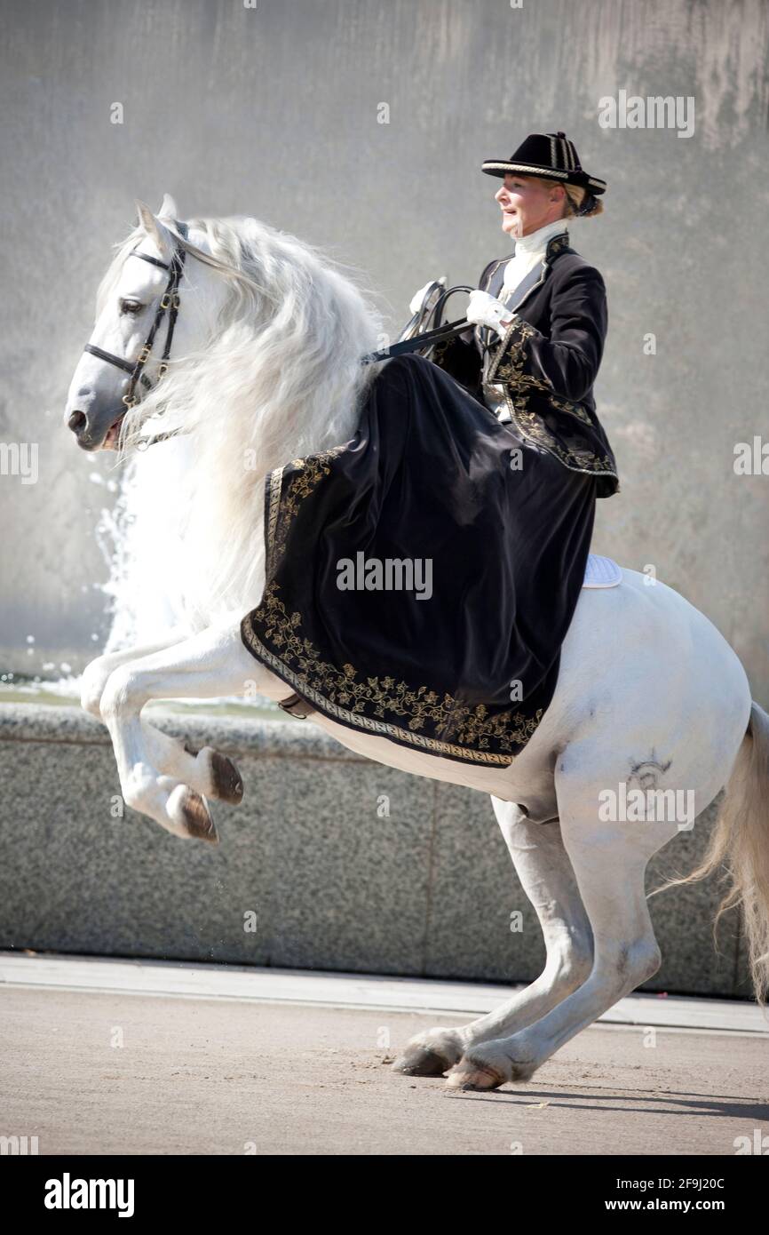 Pure Spanish Horse, Andalusian. Lady mounted on a gray stallion ...
