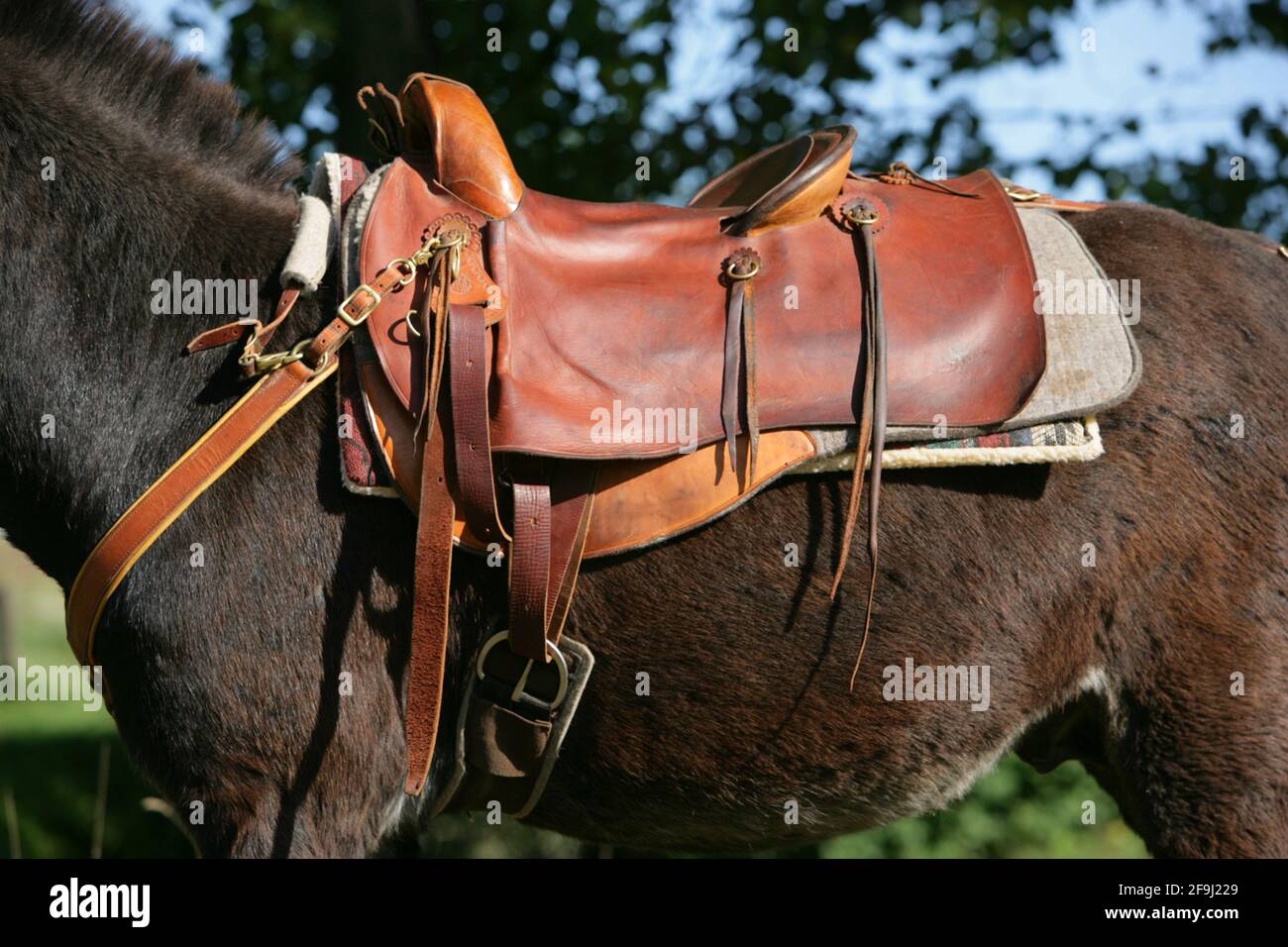 Pack Horse Saddle