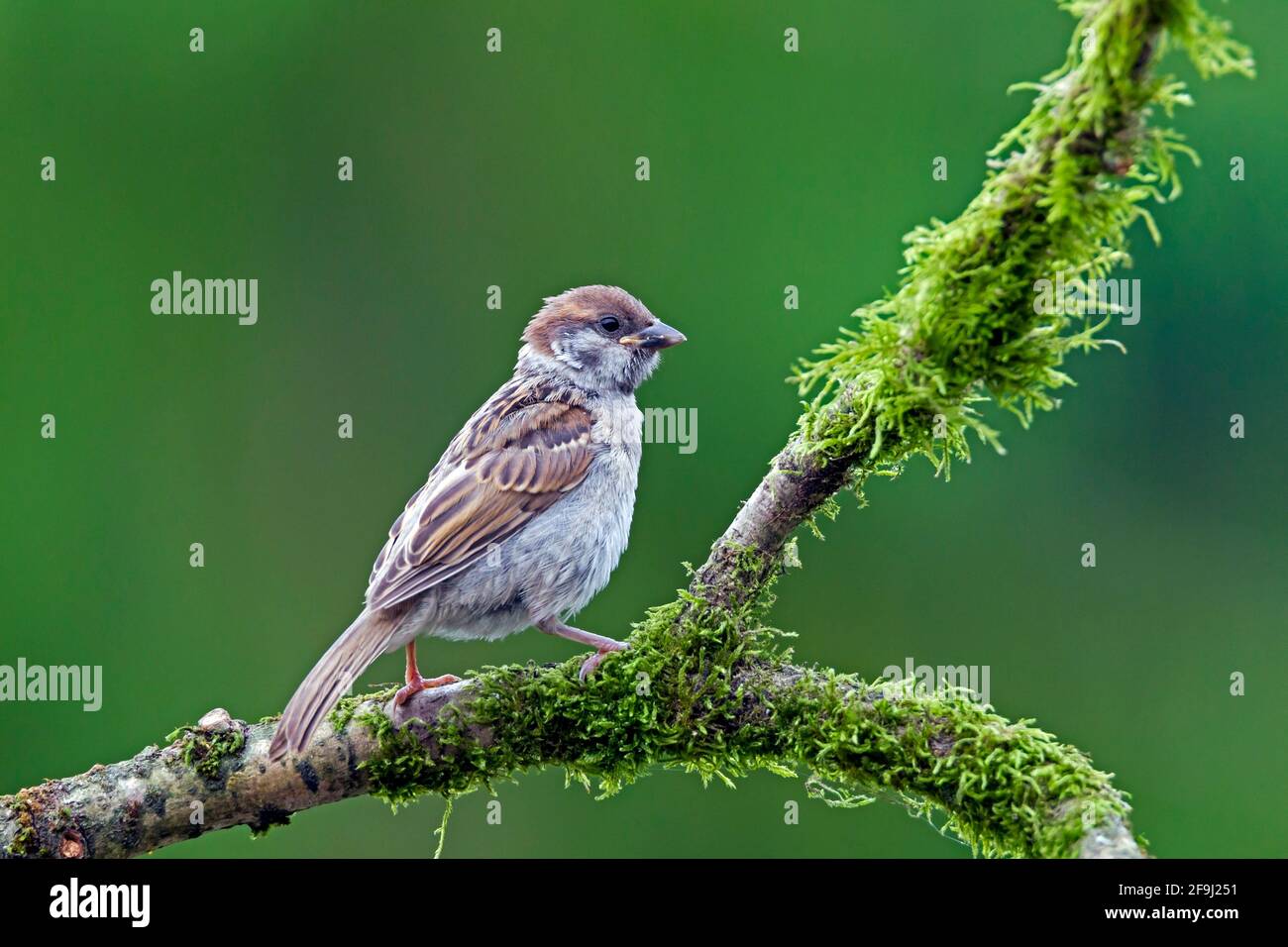Juvenile tree sparrow hi-res stock photography and images - Alamy