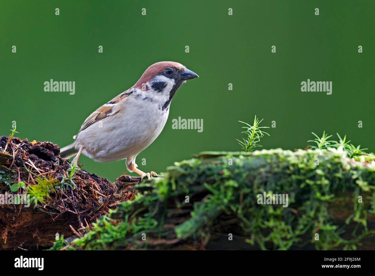 Tree Sparrow (Passer montanus) standing on soil. Germany Stock Photo ...