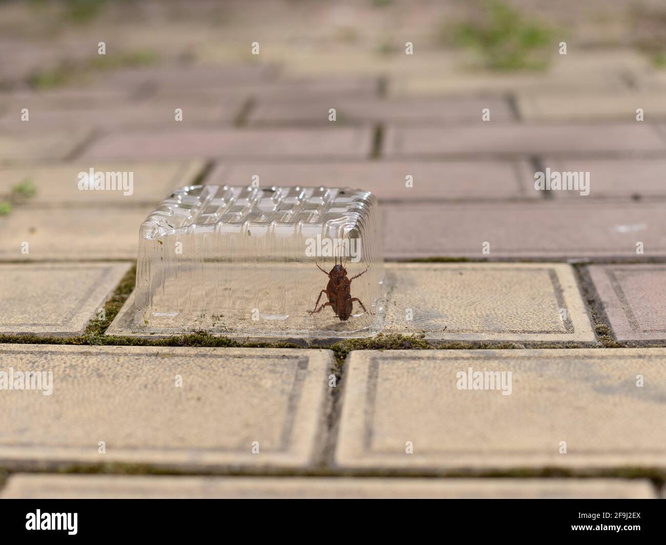 cockroach was trapped under transparent plastic container. outdoors ...