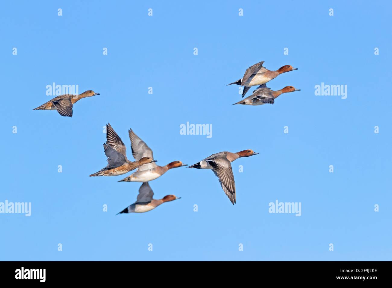 Eurasian Wigeon (Anas penelope). Group in flight. Germany Stock Photo ...