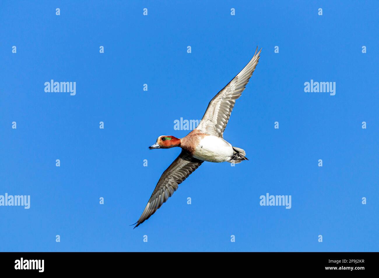 Eurasian wigeon flight hi-res stock photography and images - Alamy