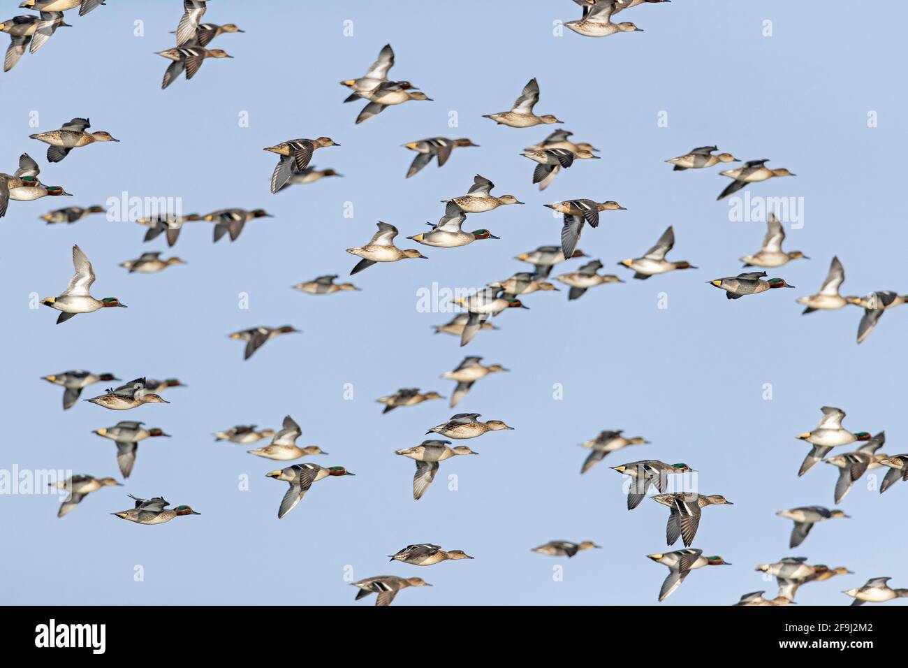 Eurasian Teal (Anas crecca). Flock in flight. North Sea, Germany Stock ...