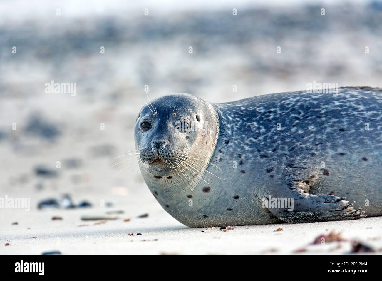 Common seal phoca vitulina adult animal on a beach hi-res stock ...