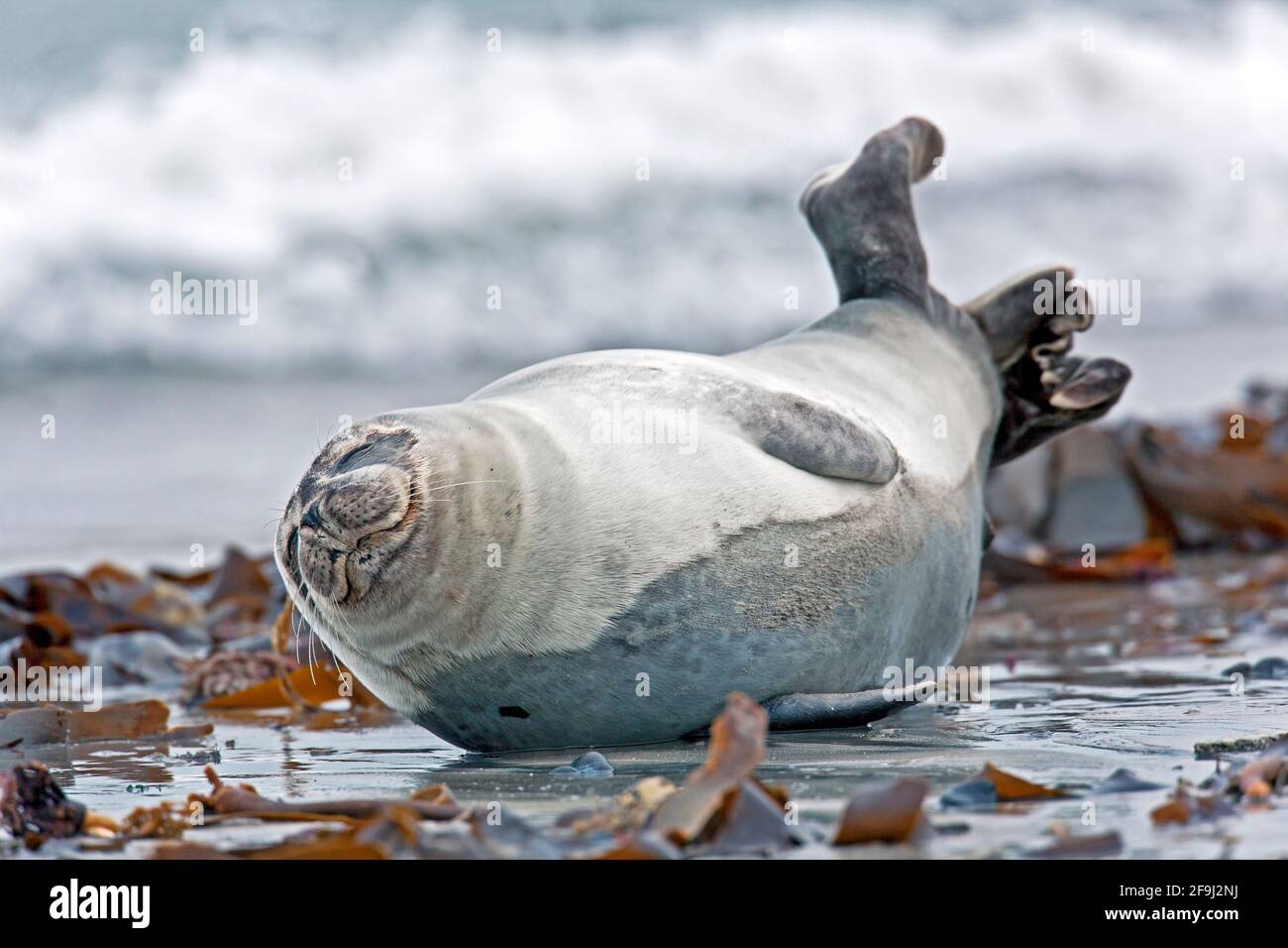 Common seal phoca vitulina adult animal on a beach hi-res stock ...
