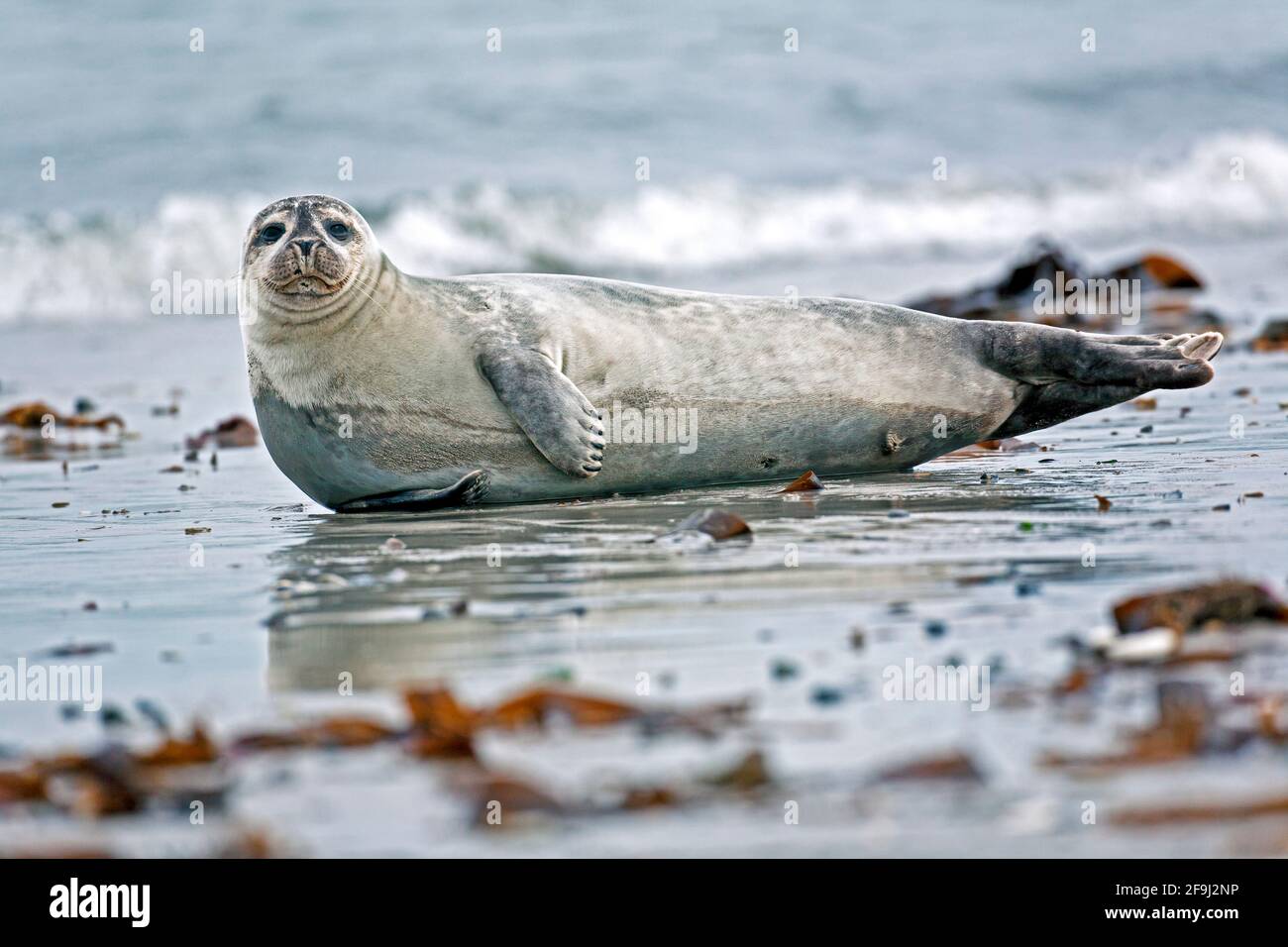 Common seal phoca vitulina adult animal on a beach hi-res stock ...