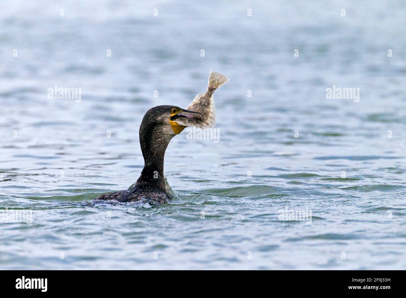 Cormorant swimming underwater europe hi-res stock photography and ...