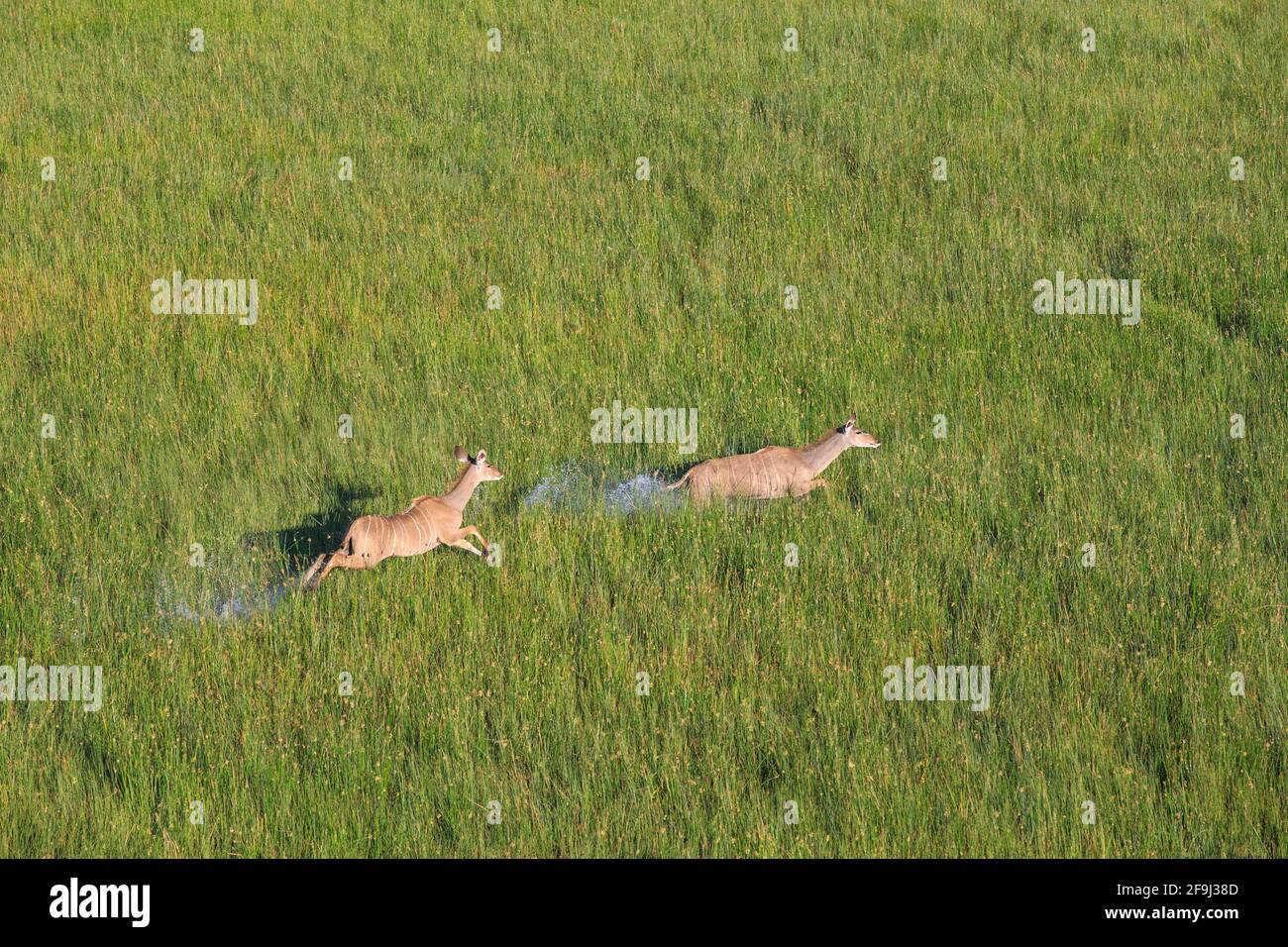 Running birds eye view hi-res stock photography and images - Alamy