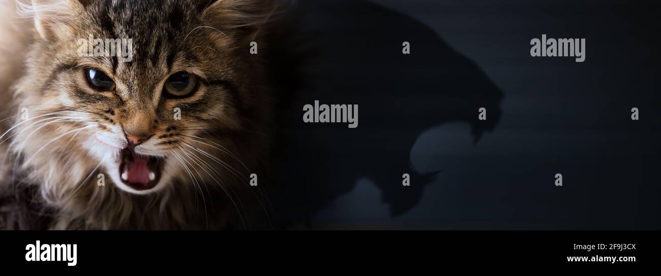 memes with Brave kitten that roars like a lion Stock Photo - Alamy