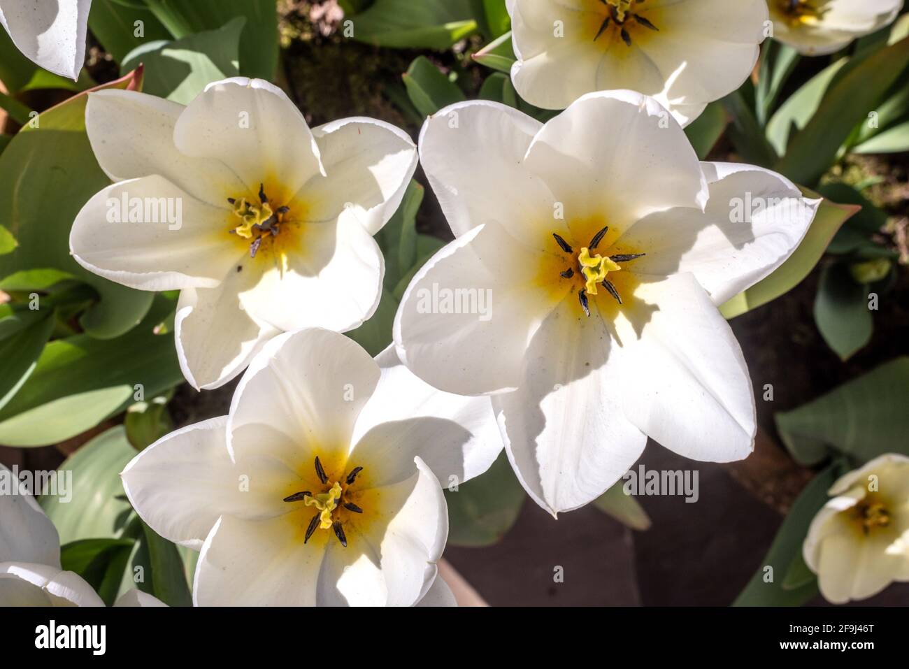 Brighton, April 18th 2021: Tulips blooming in the spring sunshine Stock ...