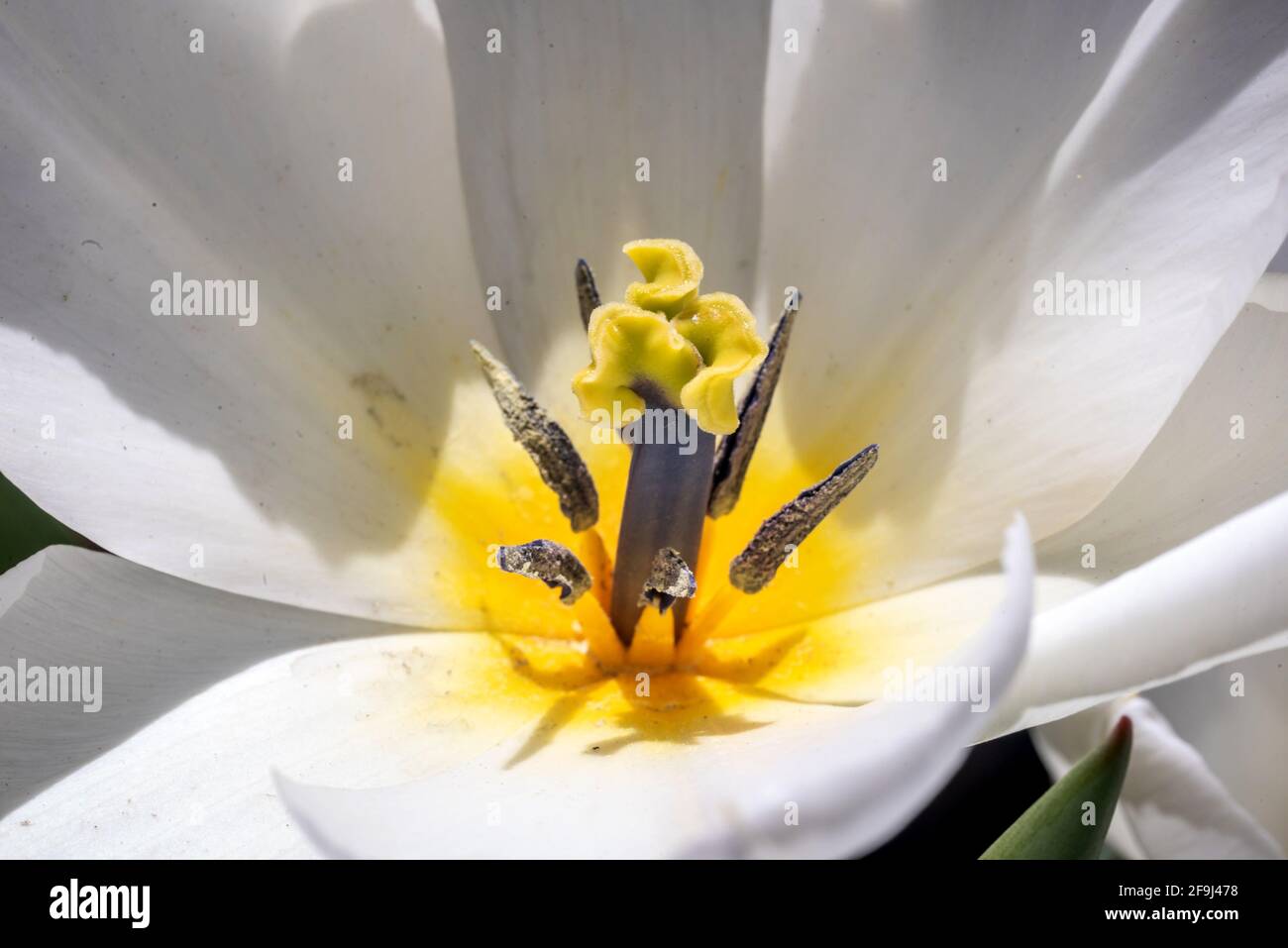 Blooming in the spring sunshine hi-res stock photography and images - Alamy