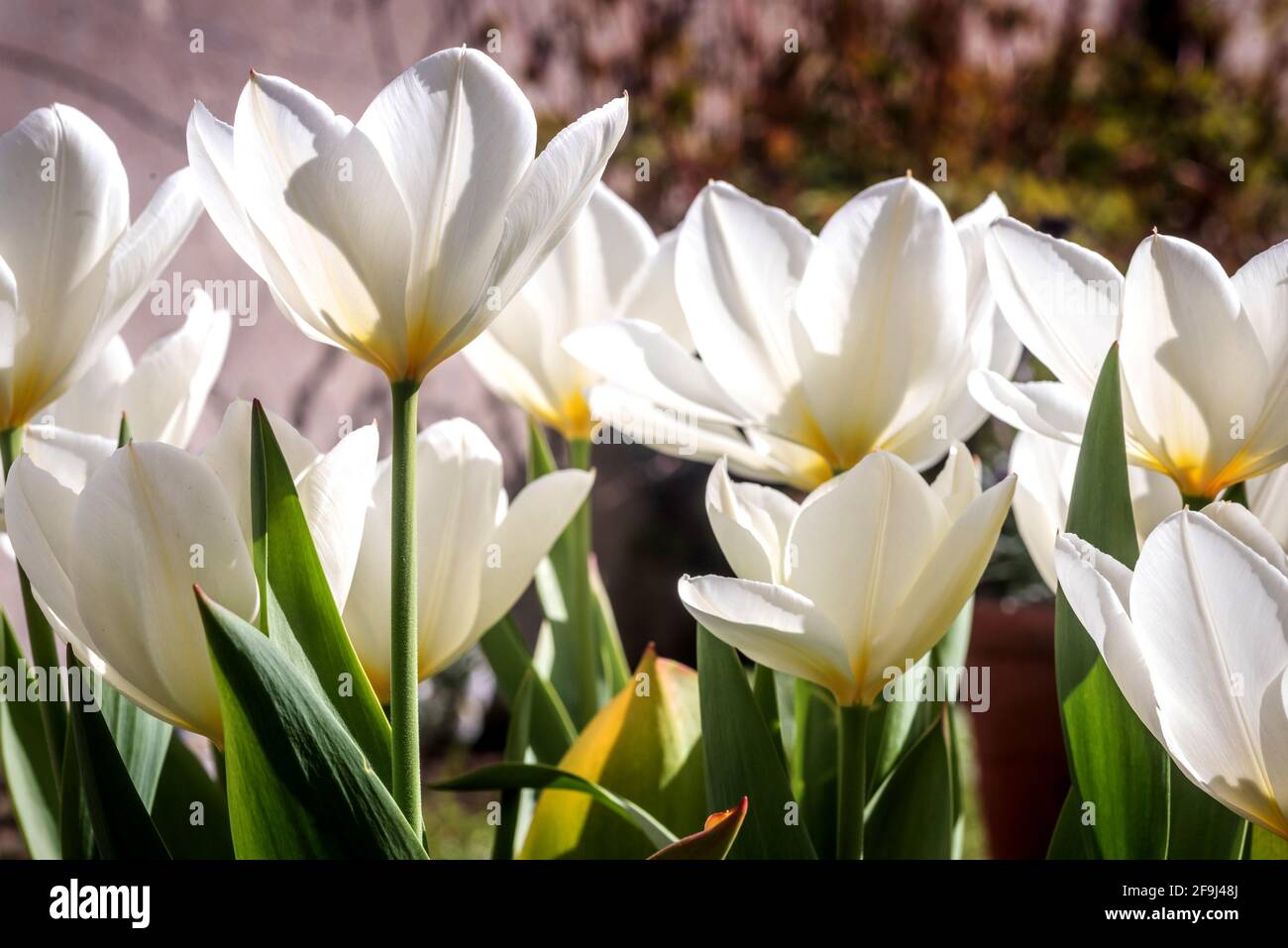 Blooming in the spring sunshine hi-res stock photography and images - Alamy