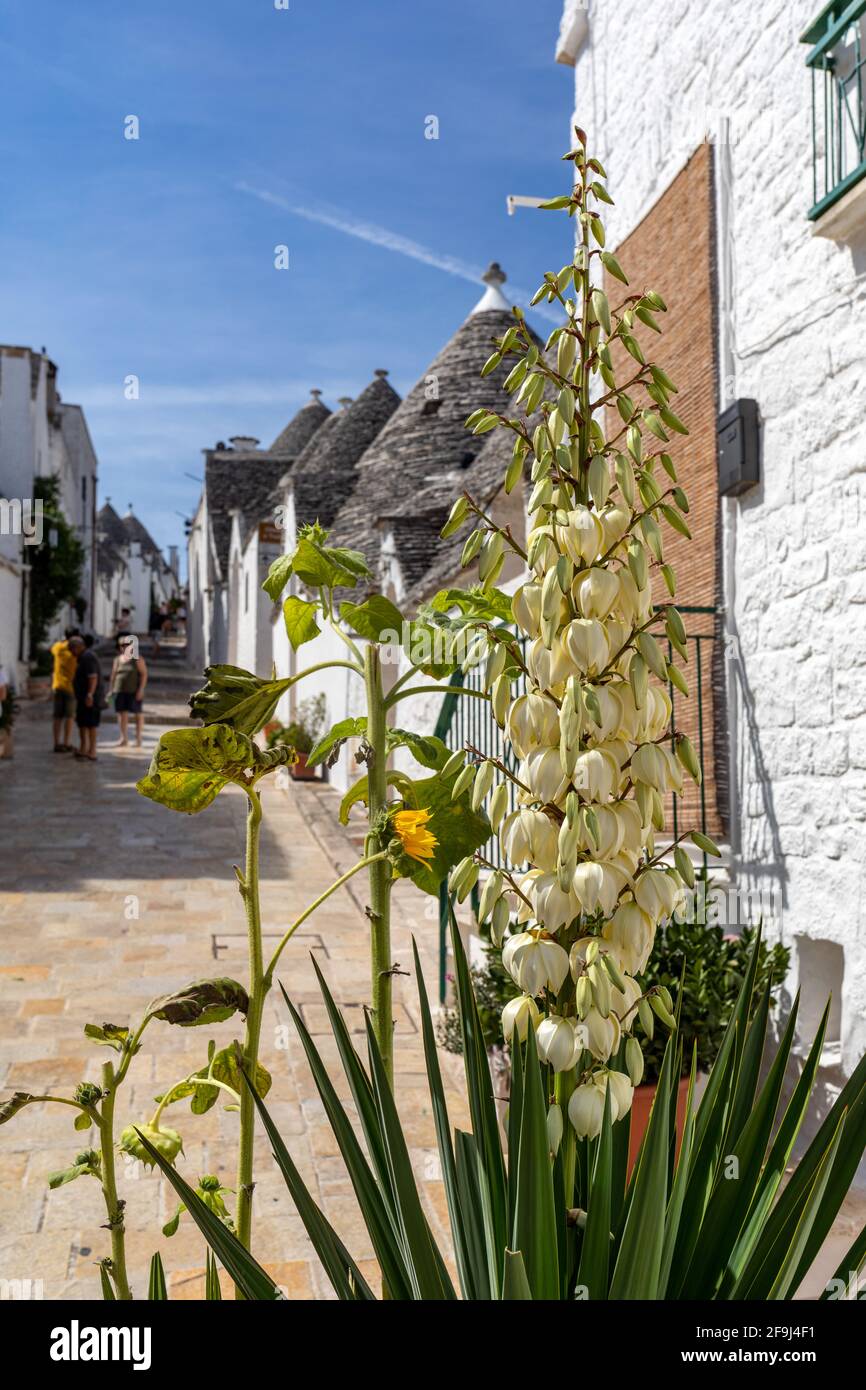 A flourishing yucca next to tradtional white houses in Trulli village ...