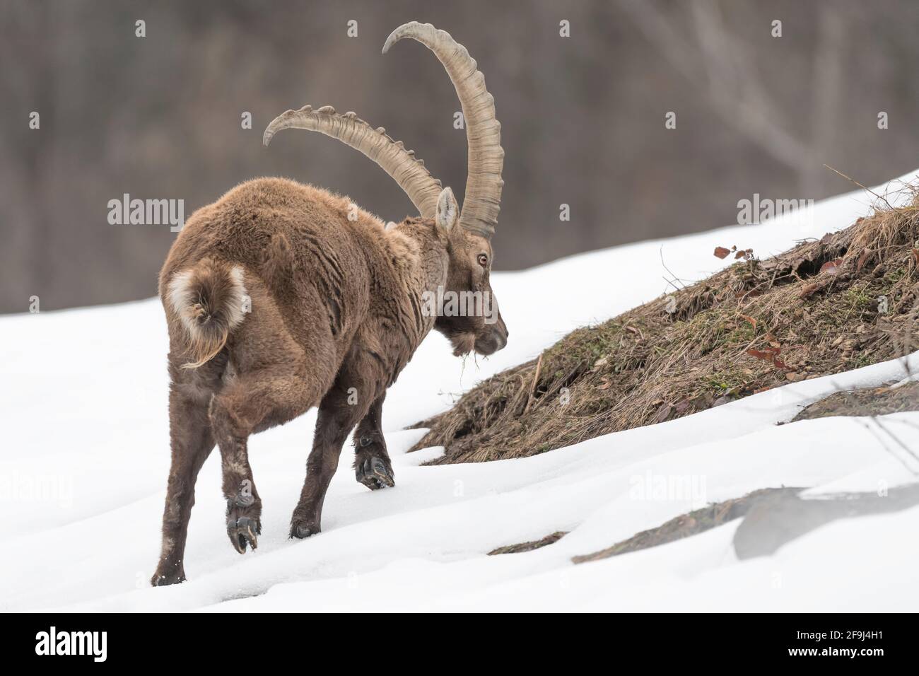 Ibex eating grass hi-res stock photography and images - Alamy
