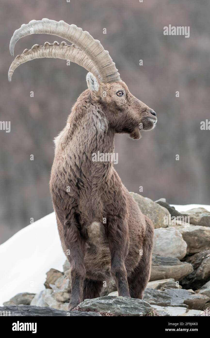 Face to face with a majestic Alpine ibex (Capra ibex Stock Photo - Alamy