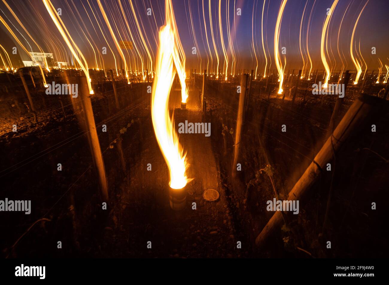 GIRONDE, POMEROL, OIL BURNING SMUDGE POTS IN VINEYARD DURING SUB-ZERO ...