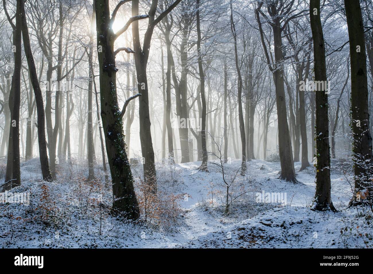 Mist early hi-res stock photography and images - Alamy