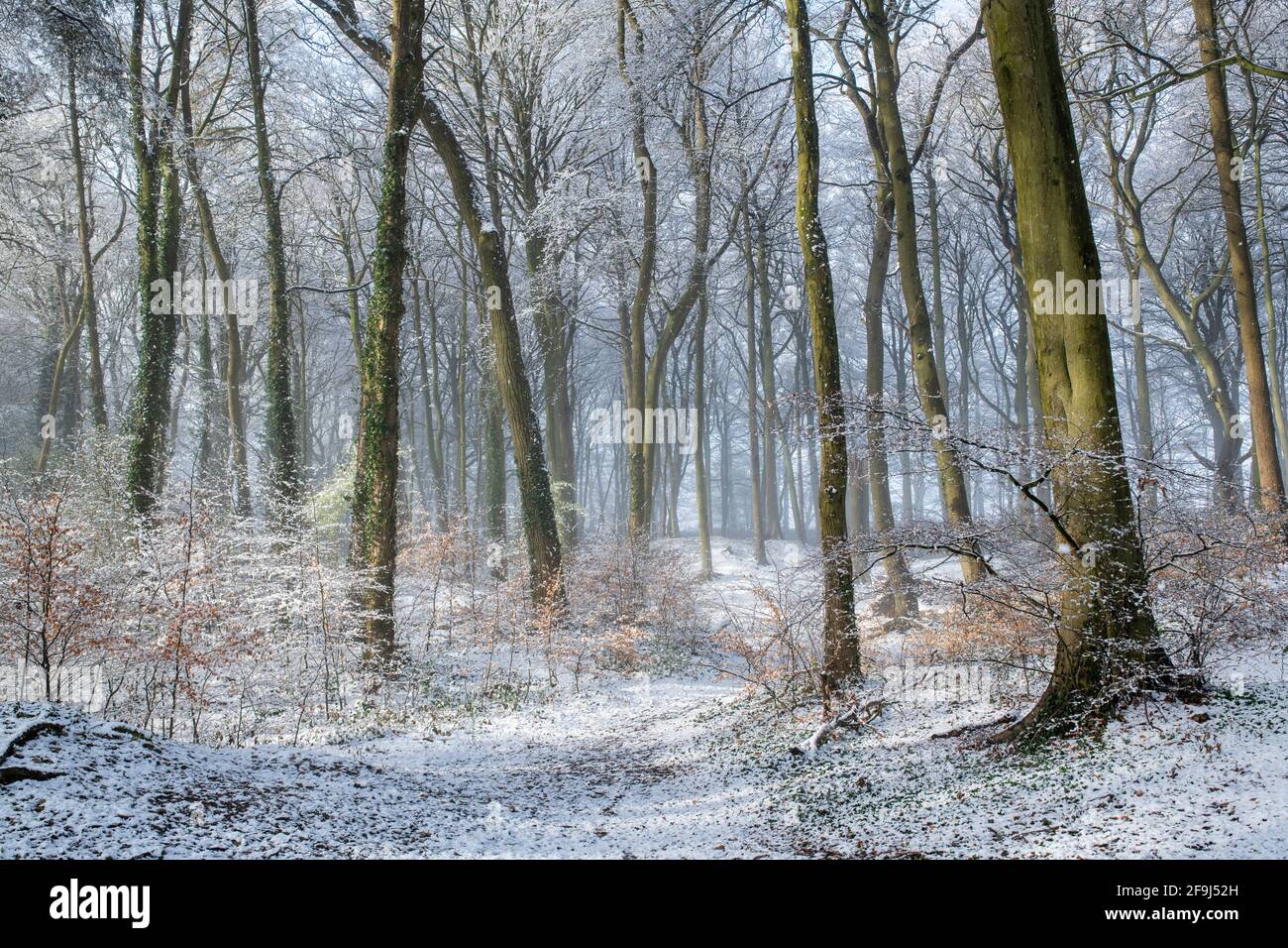 Mist early hi-res stock photography and images - Alamy