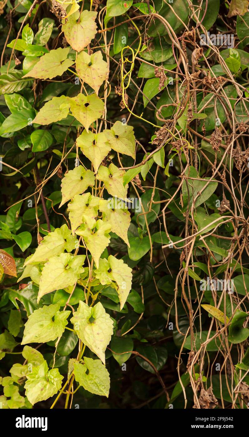 Drooping leaves hi-res stock photography and images - Alamy