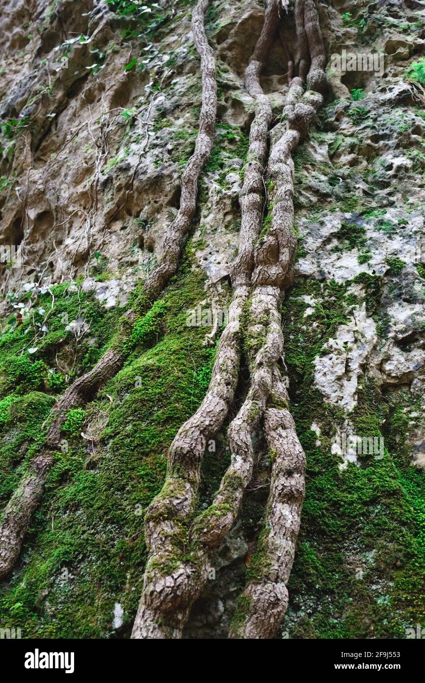 the nature of the mountain gorge: tree roots and moss Stock Photo - Alamy