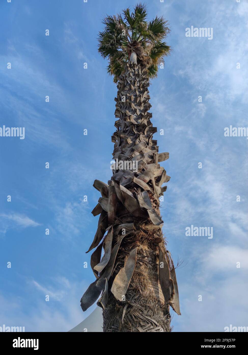 high palm tree to the sky view Stock Photo - Alamy
