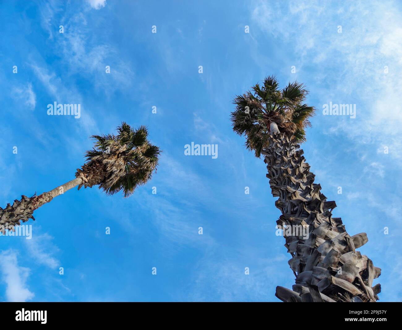 high palm tree to the sky view Stock Photo - Alamy