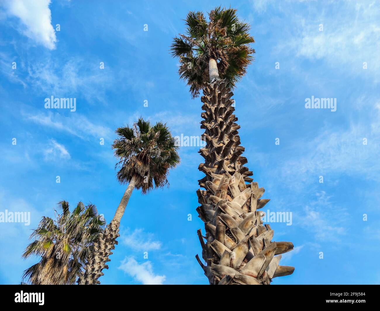high palm tree to the sky view Stock Photo - Alamy