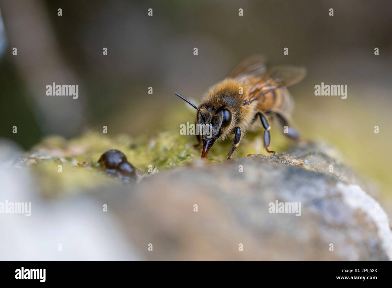 Honeybee drinking water hi-res stock photography and images - Alamy