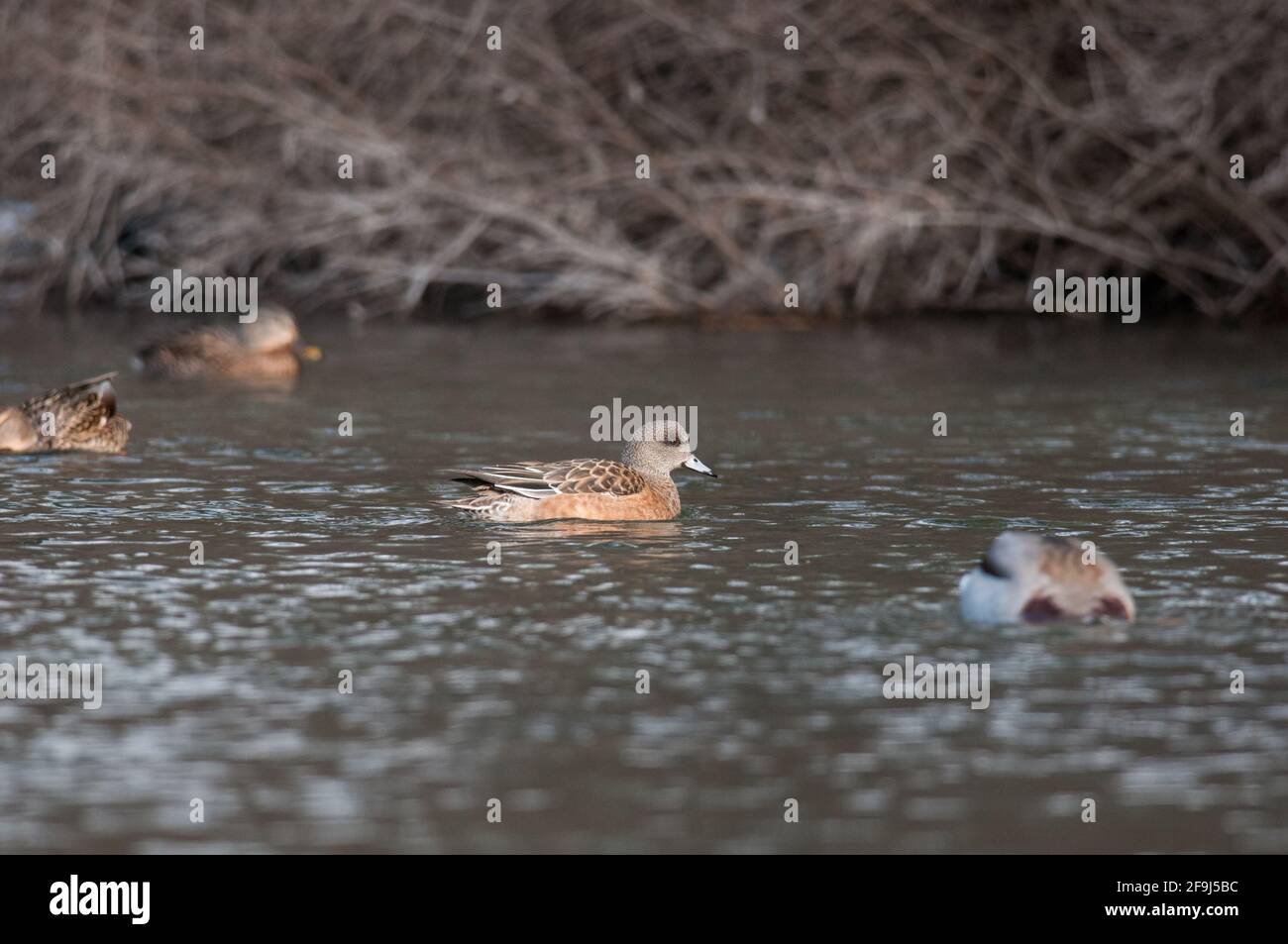 American Wigeon swimming on a pond with other ducks in New York Stock ...