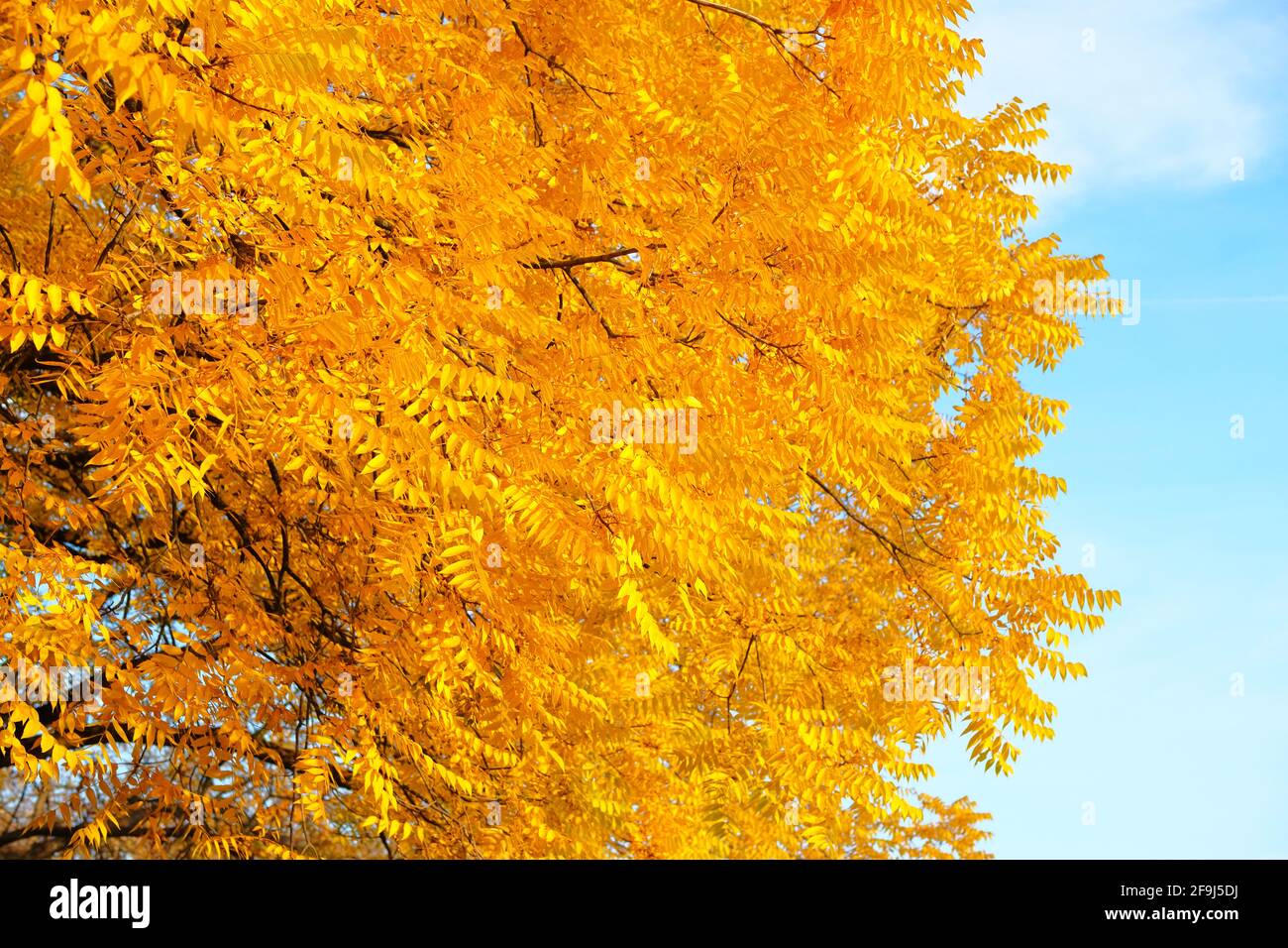 Yellow autumn leaves in picturesque fall park. Park in city. Sunny day ...