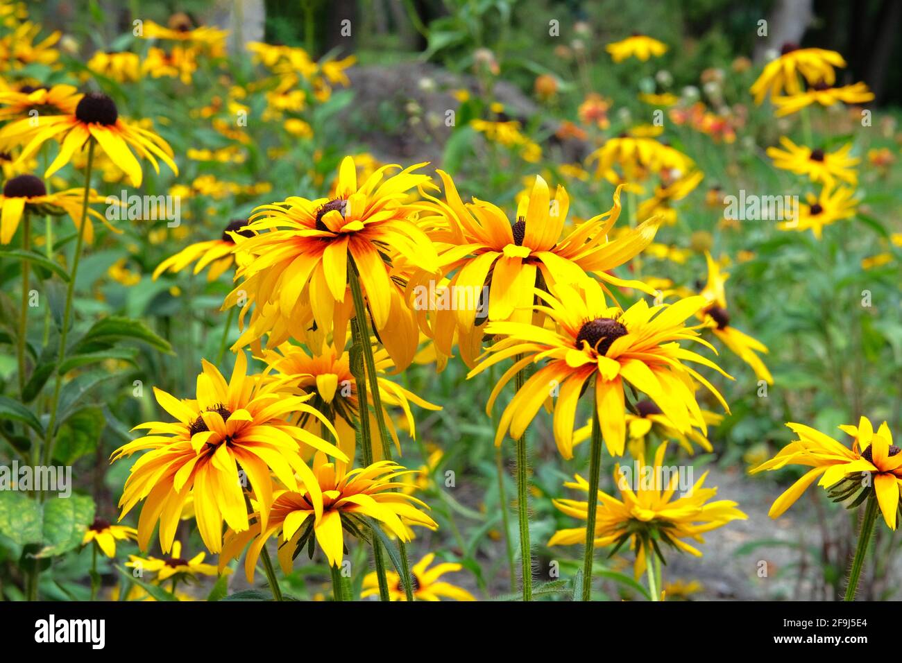 Yellow Echinacea flowers on green nature background during the day ...
