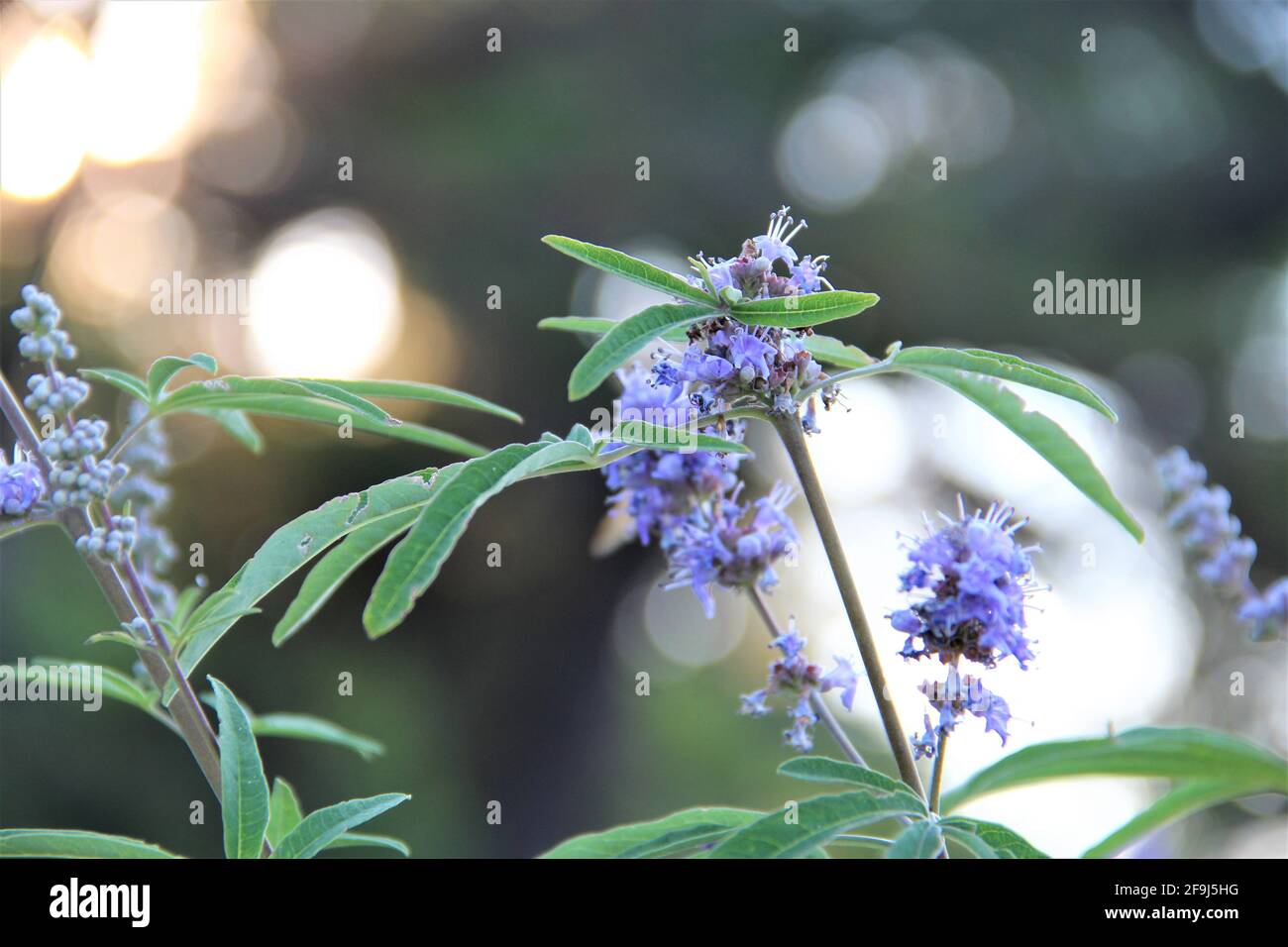 Croatian flora hi-res stock photography and images - Alamy